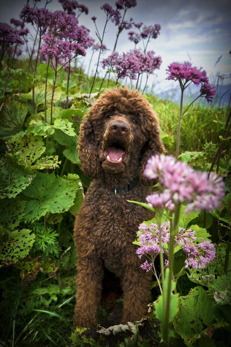 Standard Poodle Colors: Exploring Standard Poodle Colors