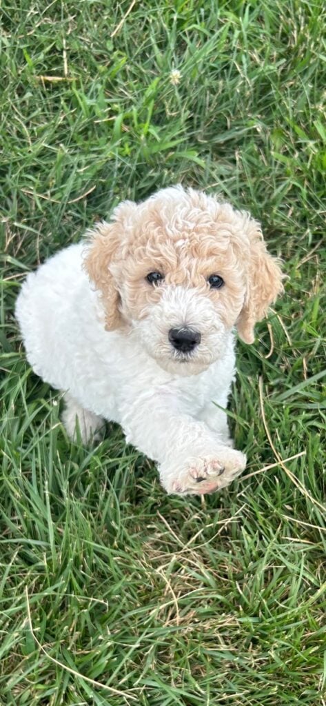 Standard Poodle Personality Traits - Higher Standard Poodles